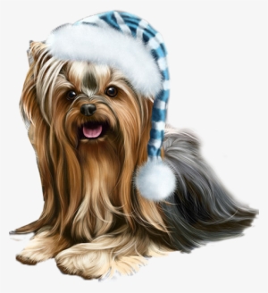 Jpg Download Pic Png Pinterest Yorkies Yorkshire Terrier - Yorkshire ...