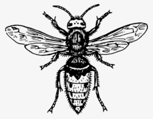 Insect Housefly Drawing Black Fly - Fly Clipart Black And White PNG ...