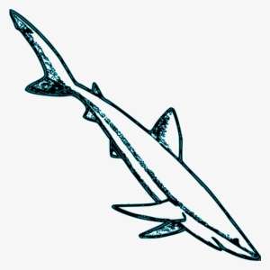 Blue Shark Great White Shark Cartilaginous Fishes Drawing - Blue Shark ...