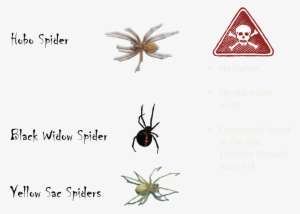 Poisonous Spiders - Death Before Dnf Rectangle Sticker PNG Image ...