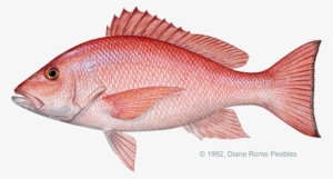 Snapper, Red - Red Snapper Fish PNG Image | Transparent PNG Free ...