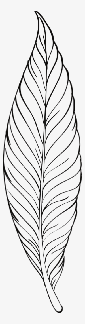 Feather Line Art Feather Drawing Png - Parrot Feather Image In Artline ...