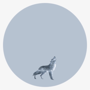 Wolf Grey - Grey Fox PNG Image | Transparent PNG Free Download on SeekPNG