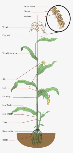 Open - Sweet Corn Plant Diagram PNG Image | Transparent PNG Free ...