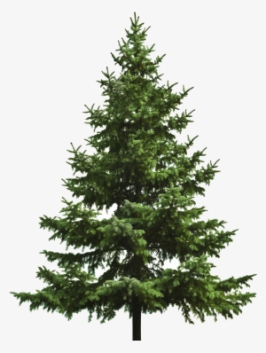 Pine Tree Png - Pine Tree Png Black PNG Image | Transparent PNG Free ...