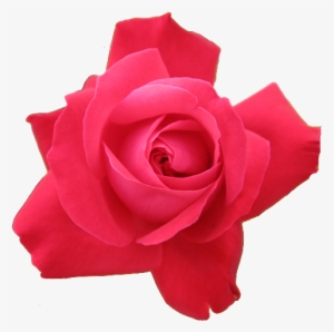 Download Red Rose Transparent Isolated - Flower Png Images No ...