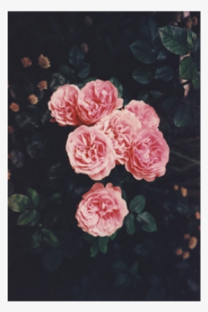 Handtown - Flowers Pink Tumblr Lockscreen PNG Image | Transparent PNG ...