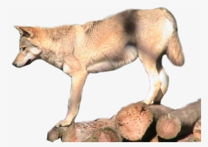 Wolf Snarl - Grey Wolf PNG Image | Transparent PNG Free Download on SeekPNG
