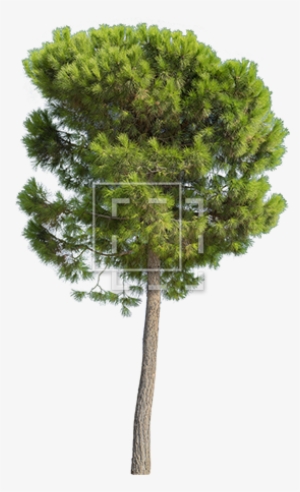 Tall Tree Png PNG Images | PNG Cliparts Free Download on SeekPNG