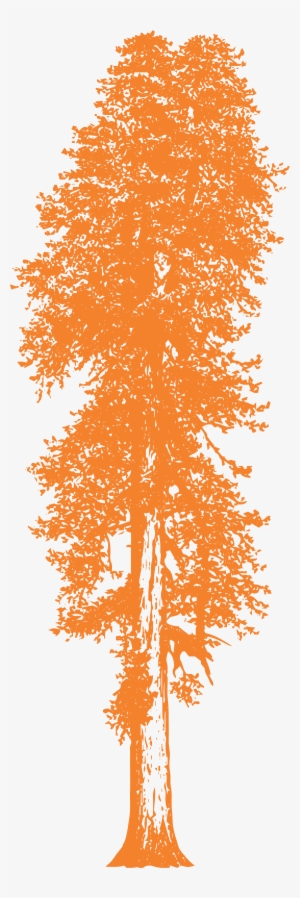 Redwood Tree Drawing PNG Image | Transparent PNG Free Download on SeekPNG
