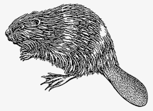 Beaver 1 (retouched)(transparent) - Beaver Transparent PNG Image ...