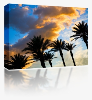 Beautiful Palm Sunset - Sunshine In Florida PNG Image | Transparent PNG ...