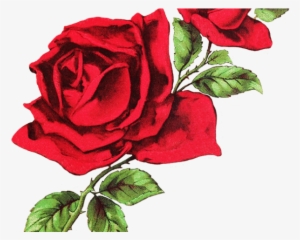 Drawn Red Rose Cool - Red And White Header PNG Image | Transparent PNG ...