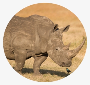 Africa - Black Rhinoceros PNG Image | Transparent PNG Free Download on ...