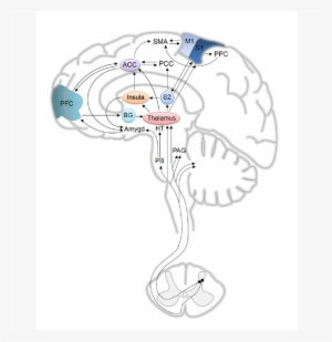 Schematic Representation Of The Human Brain, Illustrating - Primary ...