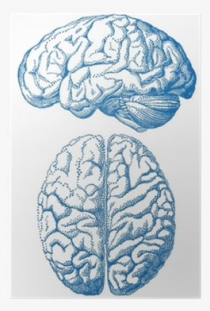 Human Brain Sketch Diagram
