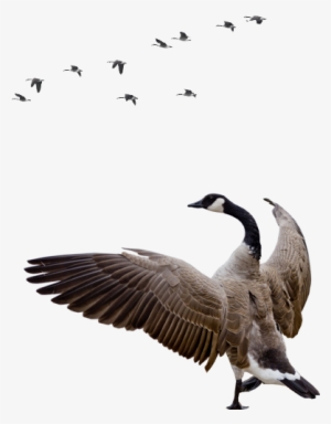 Goose Transparent Png1 - Canadian Goose Flying Png PNG Image ...