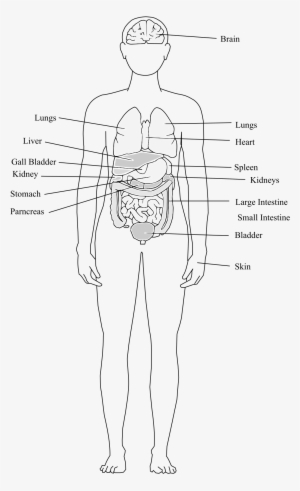 Human Body Organs Diagram Unlabeled