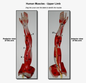 Upper Limb Muscles - Human Muscles Upper Limb PNG Image | Transparent ...