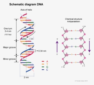 Source - Web2 - Mendelu - Cz Fig - D - N - A Double - Helix Model Of ...