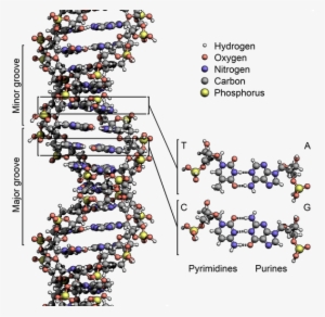 Double Helix - Spider Dna Structure PNG Image | Transparent PNG Free ...
