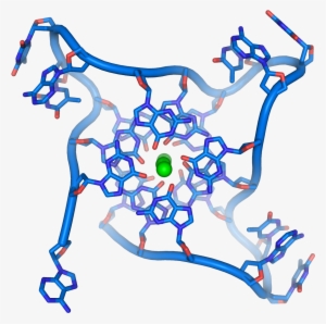 Quadruplex Structures - Quadruplex Structure Of Dna PNG Image ...