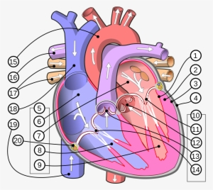 Open - Human Heart Labeled In English PNG Image | Transparent PNG Free ...