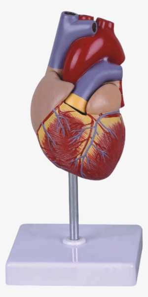 Life Size Human Heart Model For School Teaching - Statue PNG Image ...