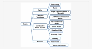 Taxonomy Of Classification Of Anatomical Sectors Present - Present ...
