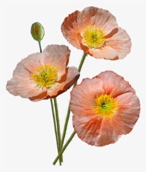 Download Mr Hobby's Poppies - Poppies Png Transparent | Transparent PNG ...