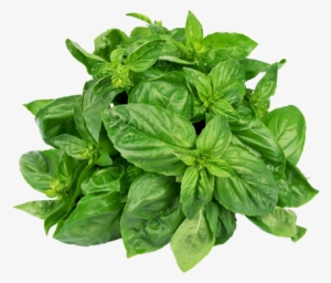 Download Bunch Basil Leaves - Basil Translate To Spanish | Transparent ...