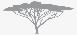 Acacia Tree Vector - Acacia Tree White Background PNG Image ...
