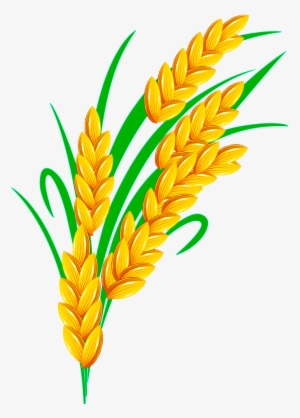 Rice Euclidean Vector - Rice Plant Vector Png PNG Image | Transparent ...