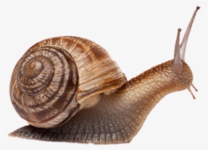 External Anatomy Of A Snail PNG Image | Transparent PNG Free Download ...