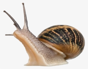 Snail PNG Images | PNG Cliparts Free Download on SeekPNG