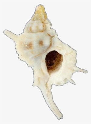 Pink Yellow Conch Shell 2 Clip Art - Conch Png Cartoon PNG Image ...