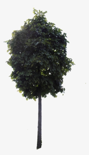 Small Tree I - Small Tree Cut Out PNG Image | Transparent PNG Free ...