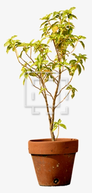 Small Potted Tree - Tree PNG Image | Transparent PNG Free Download on ...