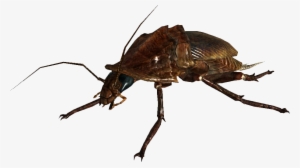 Roach - Fallout Radroach PNG Image | Transparent PNG Free Download on ...