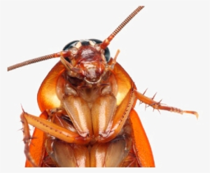 Face-42 - Close-up PNG Image | Transparent PNG Free Download on SeekPNG