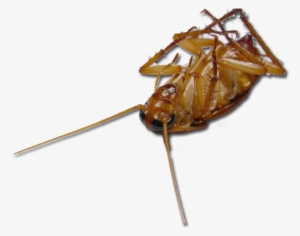Dead Roach PNG Image | Transparent PNG Free Download on SeekPNG