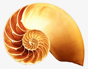 Orange Snail Shell Cut In Half By Jeanicebartzen27 - Java How To ...