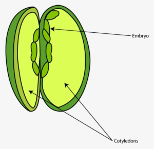 Seed Parts Diagram - Radish PNG Image | Transparent PNG Free Download ...