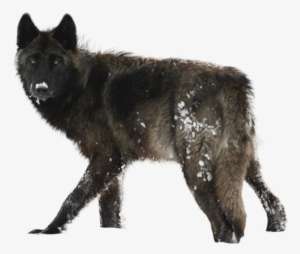 Black Wolf Png Transparent Black Wolf - Crni Vuk PNG Image ...