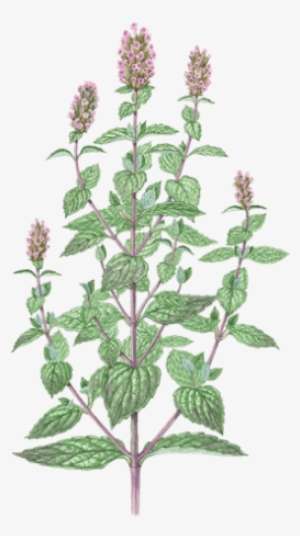 Peppermint Png Image - Peppermint PNG Image | Transparent PNG Free ...