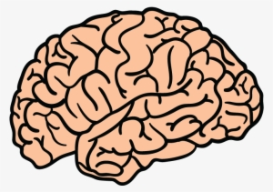 Mouse Brain Sagittal - Rat Brain Cartoon PNG Image | Transparent PNG ...