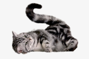 Scratch Cat - Scratch Cat Png PNG Image | Transparent PNG Free Download ...