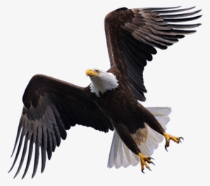 Download Fascist Eagle Png - Nazi Eagle | Transparent PNG Download ...