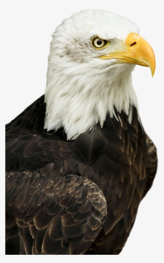 German Eagle Png - German Eagle Vw Logo PNG Image | Transparent PNG ...
