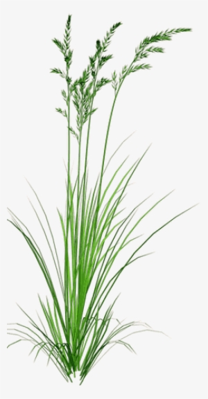 Beachgrass2 - Beach Grass Clip Art PNG Image | Transparent PNG Free ...